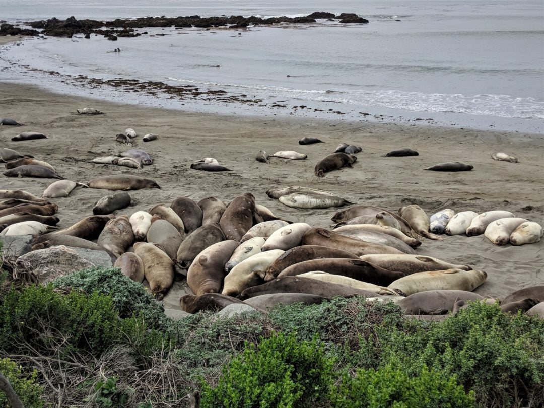 12 Fun Things to Do in Morro Bay, California - Tips For Family Trips