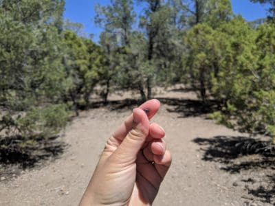 10 Fun Things to Do in Ely, Nevada - Tips For Family Trips
