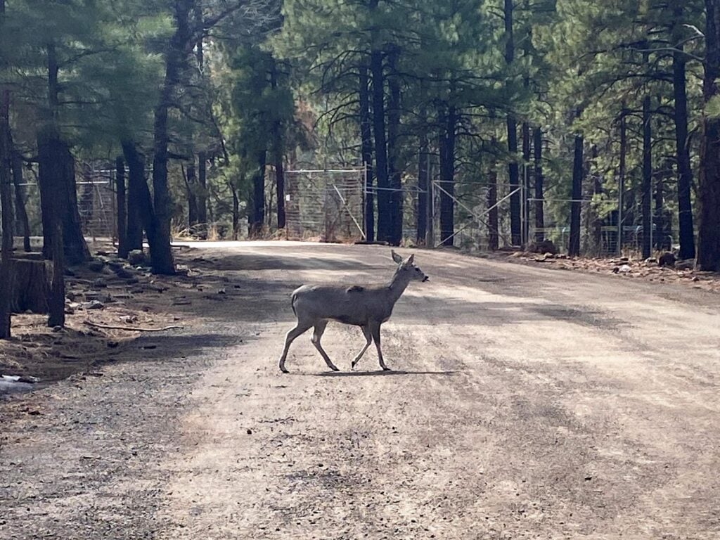 Everything You Need to Know About Visiting Bearizona - Tips For Family ...