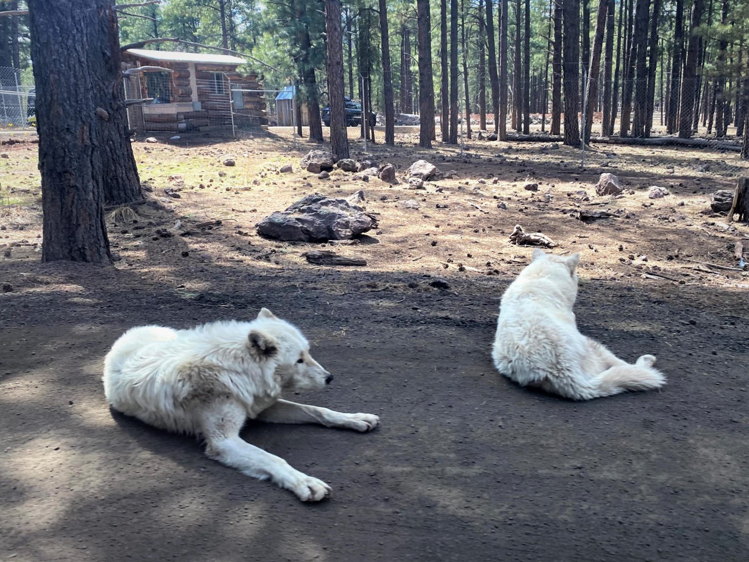 Everything You Need to Know About Visiting Bearizona - Tips For Family ...