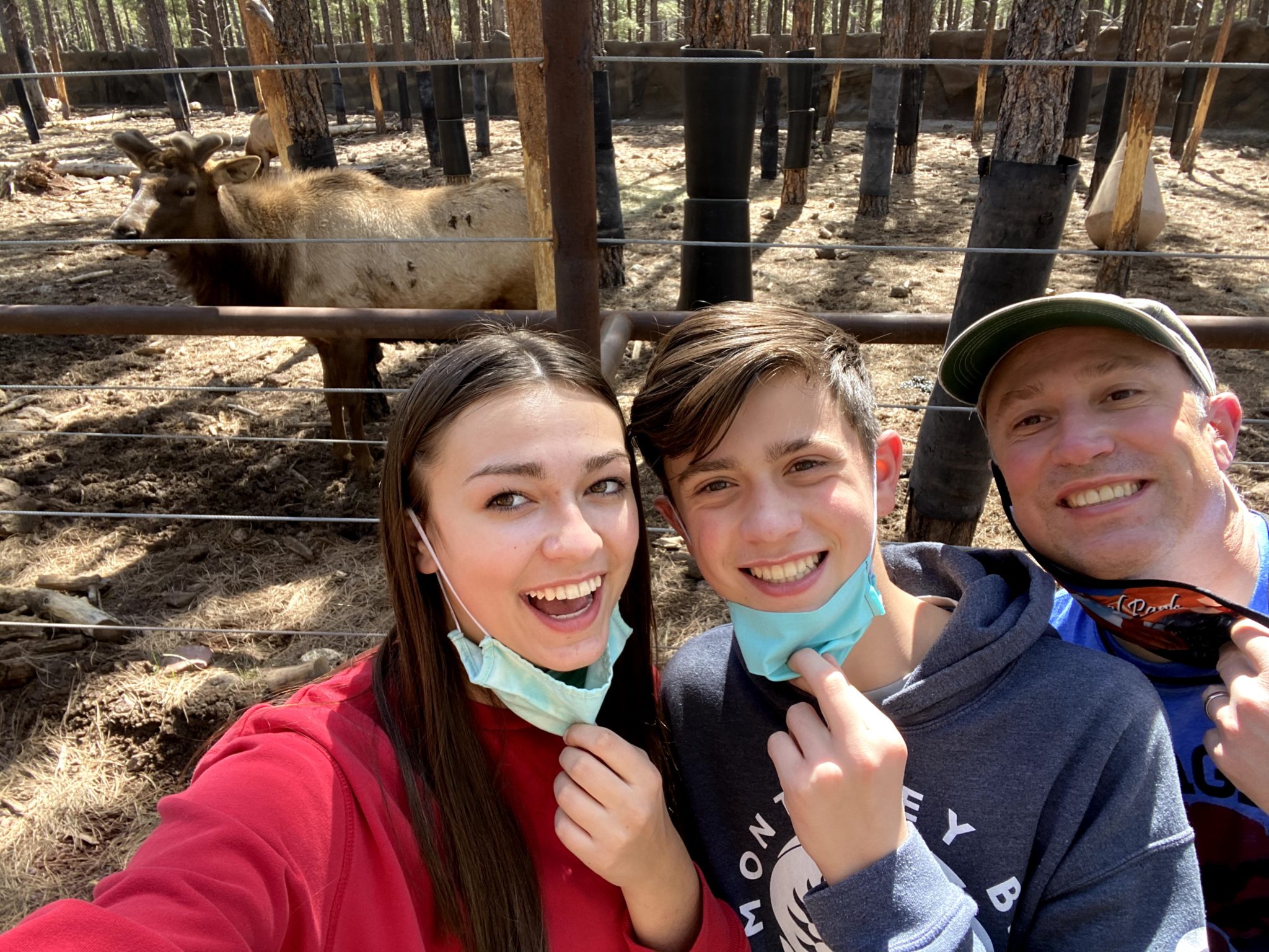 Everything You Need to Know About Visiting Bearizona - Tips For Family ...