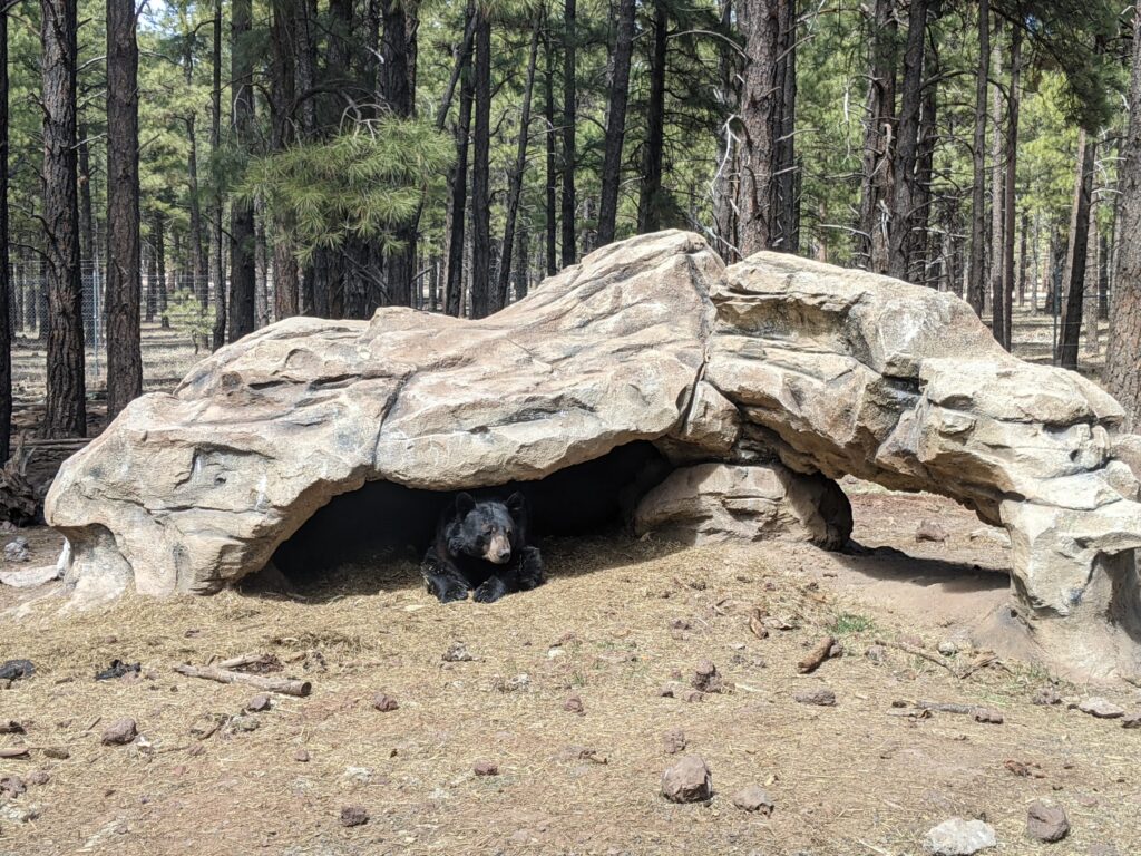Everything You Need to Know About Visiting Bearizona - Tips For Family ...