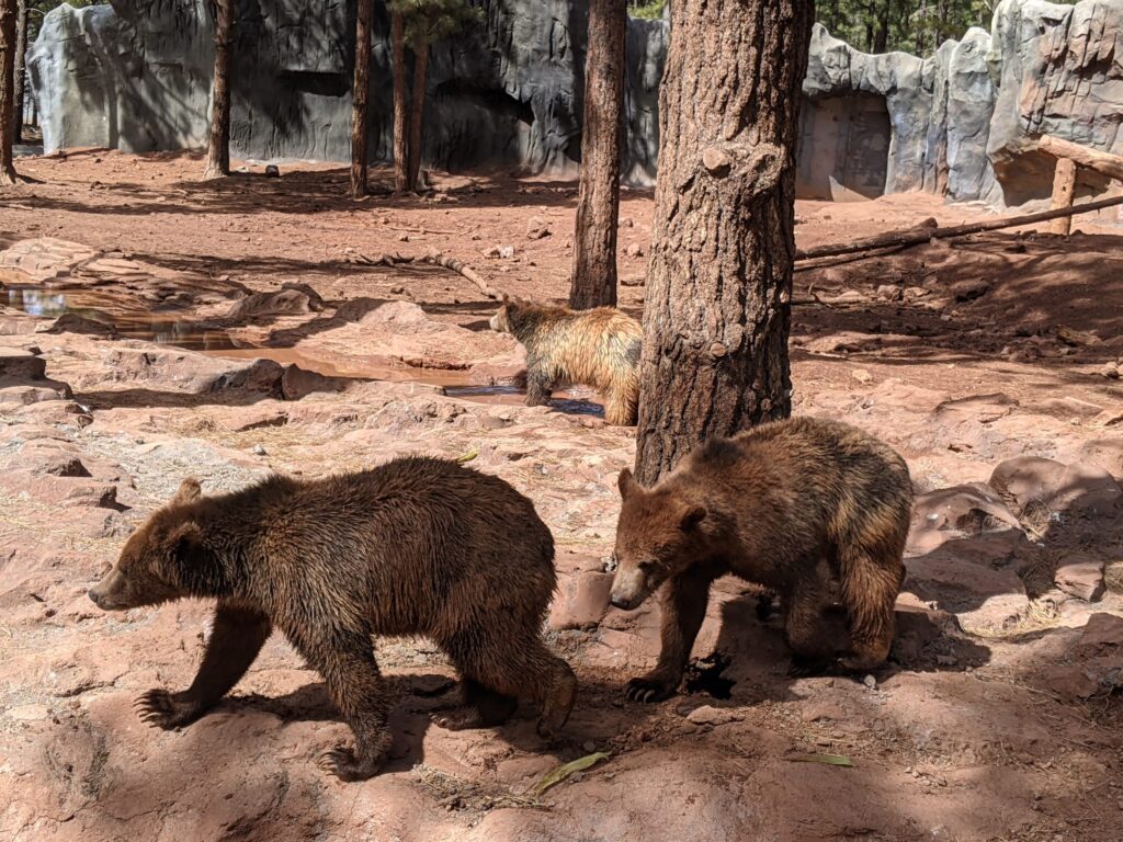 Everything You Need to Know About Visiting Bearizona - Tips For Family ...